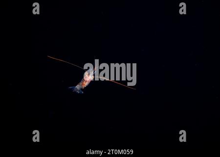 The larval stage of a crustacean photographed at night in 3000 feet of ...