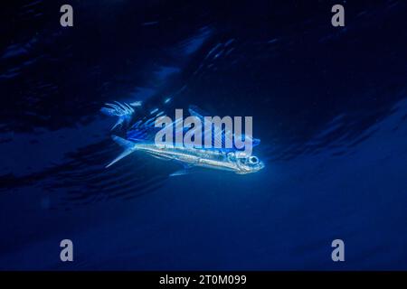 A shortfin flying fish, Exocoetus gibbifrons, underwater, at the ...