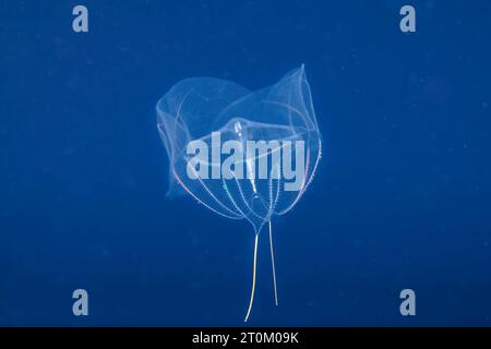 This lobate ctenophore, Leucothea multicornis, is also known as a ...