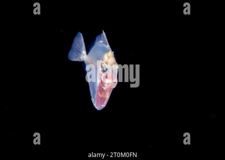 This larval stage of a surgeonfish is just three inches long and was ...