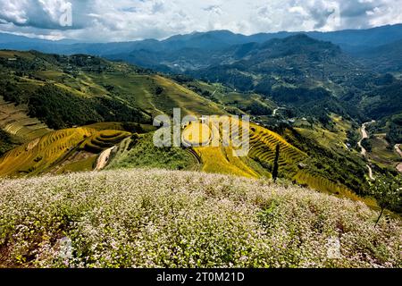 Buckwheat flowers and rice terraces, La Pan Tan, Mu Cang Chai, Yen Bai ...