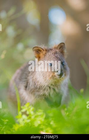 The happiest animal quokka is smiling and greeting you at Rottnest ...