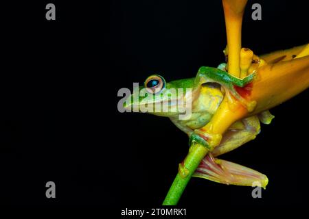 Malabar Gliding frog, Malabar flying frog Stock Photo - Alamy