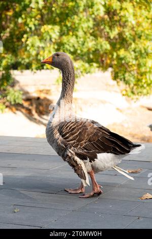 A white goose with wings sticking out, a condition known as Angel Wing ...
