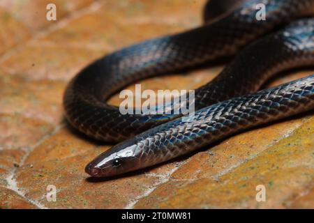 Hoffmann's Earth Snake (Geophis hoffmanni Stock Photo - Alamy