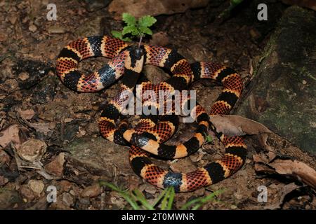Allen's Coral Snake (Micrurus alleni) venomous snake with warning ...