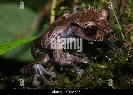 Coronated Tree Frog (Triprion spinosus Stock Photo - Alamy