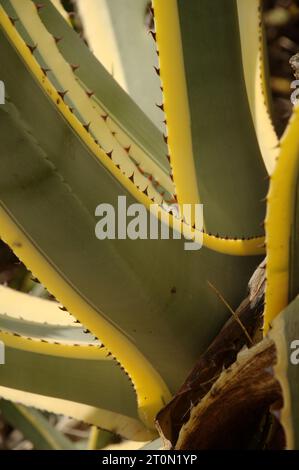 Agave close-up of heart in Noli, Liguria Stock Photo - Alamy