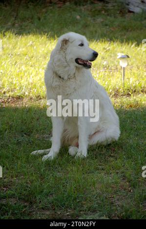 Maremma-Abruzzese sheepdog on lawn in Tuscany Stock Photo - Alamy
