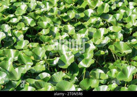 Lotus leaves cover the lake surface at Xuanwu Lake in Nanjing, east ...