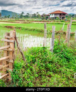 Small paddy fields,behind wooden fences,typical small farmer's houses ...