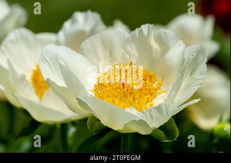Paeonia lactiflora Pall Stock Photo - Alamy