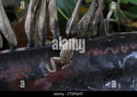 A long legged cricket frog (Minervarya syhadrensis) is sitting on the ...
