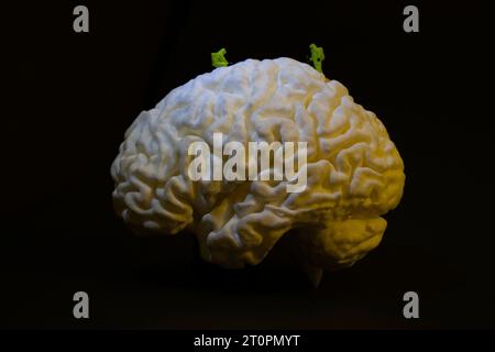 3D printed brain from a MRI scan of a human brain Stock Photo - Alamy