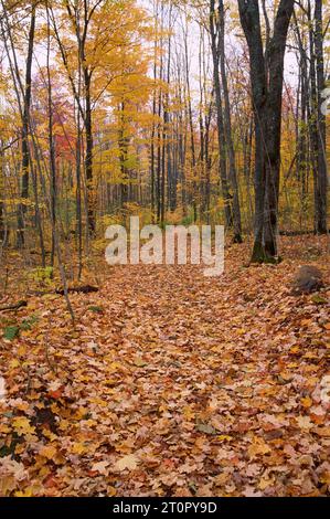 Morgan Falls Trail, Chequamegon-Nicolet National Forest, Wisconsin ...