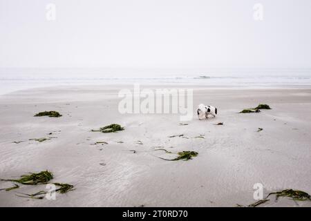 A lovely Shih Tzu on the beach Stock Photo - Alamy