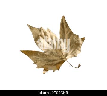 One golden maple leaf isolated on white. Autumn season Stock Photo - Alamy