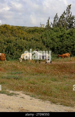 Multiple domestic goats walking along grass on a greenery field in ...