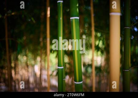 A dense bamboo grove captivates with its unique beauty Stock Photo - Alamy
