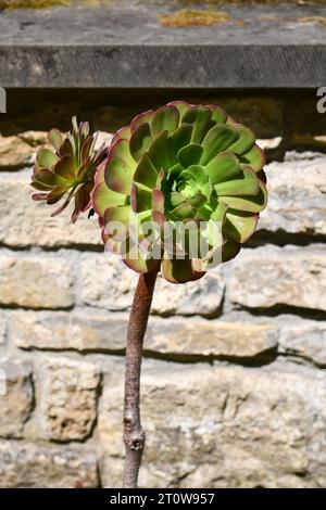 Rosette thick leaf (aeonium arboreum Stock Photo - Alamy