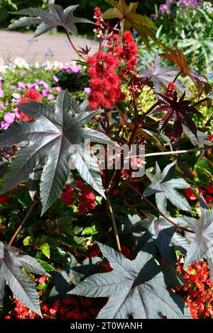 Bright red castor bean flowers with green leaves glowing in natural ...