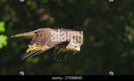 A majestic brown hawk soaring through the air with its wingspan ...