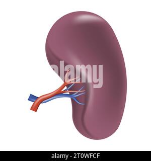Spleen of human . Realistic design . Isolated . Vector illustration ...
