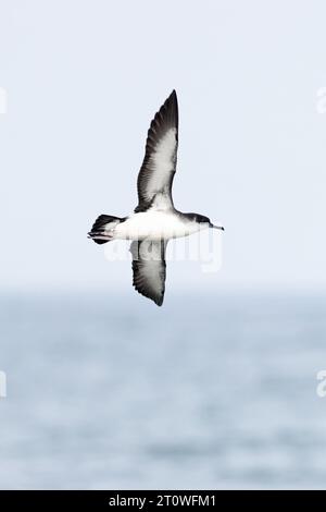 Manx Shearwater (Puffinus puffinus) Norfolk October 2023 Stock Photo ...