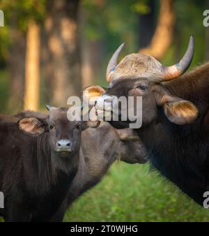 The gaur, also known as the Indian bison, is a bovine native to South ...