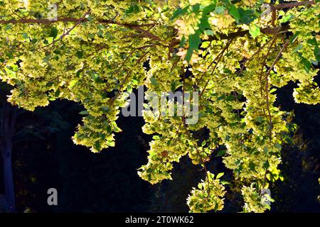 Acer buergerianum (Trident maple), branch tip with three lobed and toothed green leaves and ...