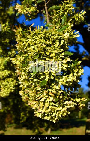 Acer buergerianum (Trident maple), branch tip with three lobed and toothed green leaves and ...