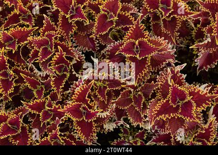 Plectranthus scutellarioides 'Copperhead' coleus Stock Photo - Alamy