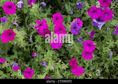 Petunia 'Tidal Wave Purple' flowers growing in a garden Stock Photo - Alamy