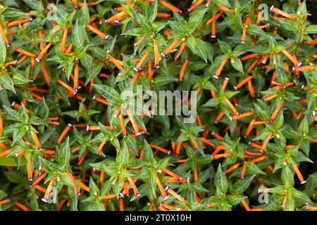 Cuphea ignea 'Cherrybells' cuphea Stock Photo - Alamy