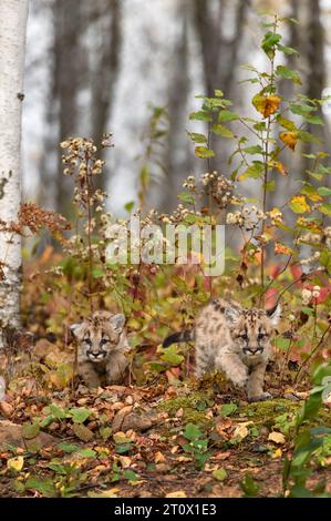 Cougar Kittens (Puma concolor) Crawl Across Forest Floor Autumn ...