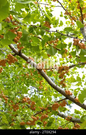 Fruit on a female ginkgo biloba 'Golden Colonnade' tree Stock Photo - Alamy
