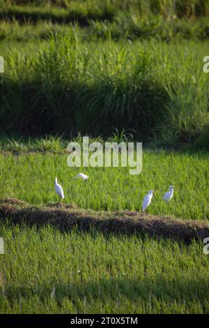 Beautiful shot of a rice terrace in Bali, Indonesia Stock Photo - Alamy