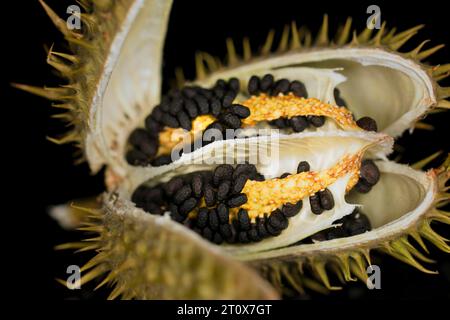 Opened seedpod with seeds of a poisonous (datura), studio photograph ...
