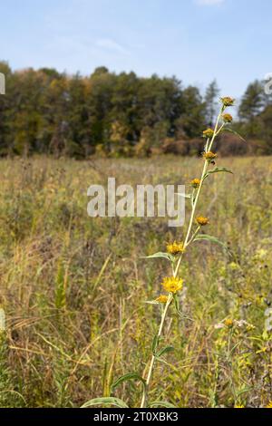 A prairie in early autumn in Minnesota Stock Photo - Alamy