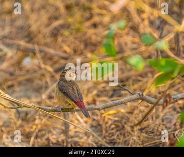 A Red Avadavat female looking back Stock Photo - Alamy