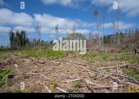 Trees damaged by hurricane Fiona in 2022, in Prince Edward Island ...