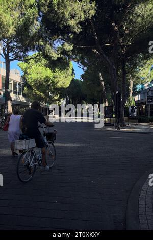 Boulevard arched by maritime pines and bordered by buildings in an ...