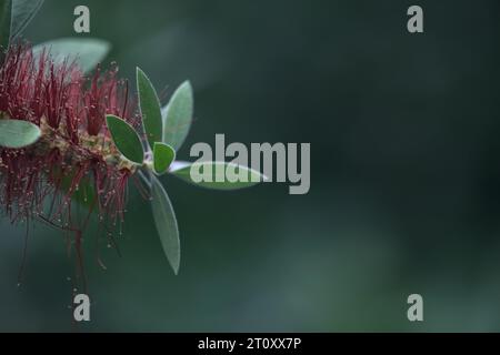 Paperbark tree inflorescence in a garden seen up close Stock Photo - Alamy