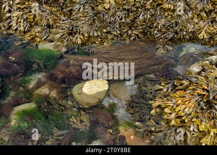 Rock pool with different species of seaweed in Devon, UK Stock Photo ...