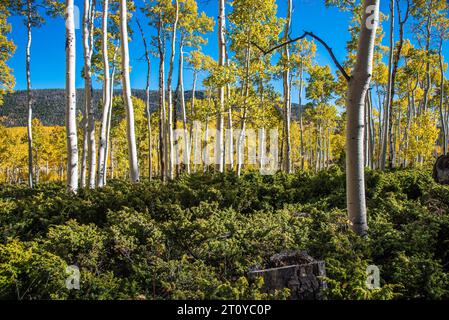 The Pando. Largest living organism on planet earth. Aspen clones from a ...