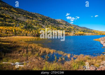 The Pando. Largest living organism on planet earth. Aspen clones from a ...