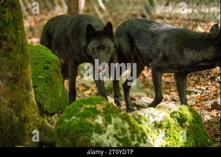 American Wolves in the Orlu National Wildlife Reserve, in Ariège, the ...