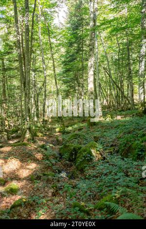 Forests in the Orlu National Wildlife Reserve, in Ariège, the Maison ...