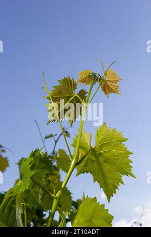 Spring green vine leaves against blue sky background Stock Photo - Alamy