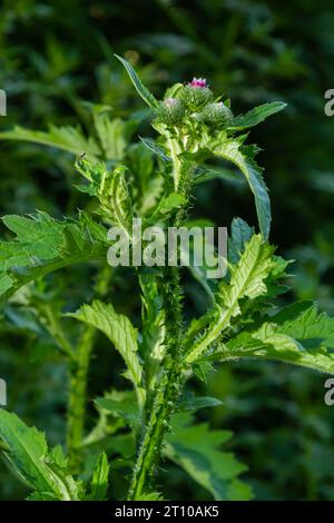 Carduus crispus among flowering plants in the aster family, Asteraceae ...